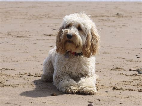 How Much Is A Cockapoo Buying Price Cost Of Care Uk Pets
