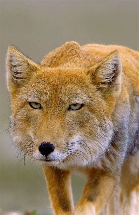Tibetan Fox Artofit