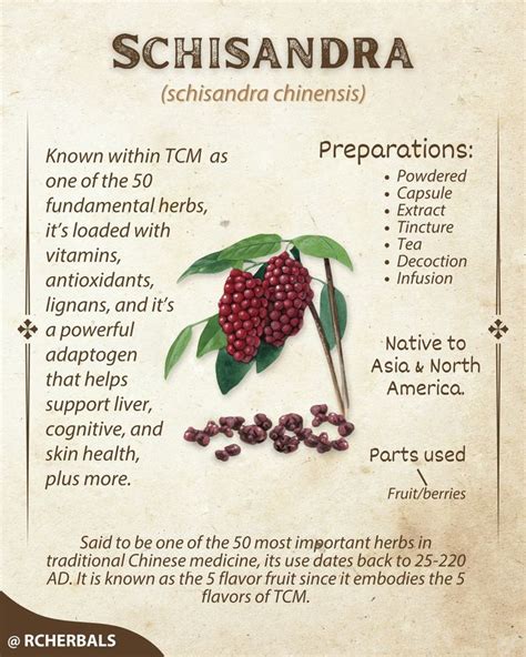 Schisandra Herb Schizandra Tea Benefits Schisandra Berry Benefits
