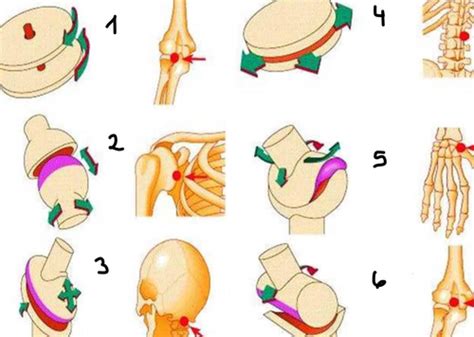 Ejes Anatómicos Flashcards Quizlet