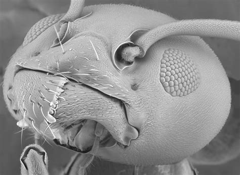 Face Of An Ant As Seen Through An Electron Microscope R Pics