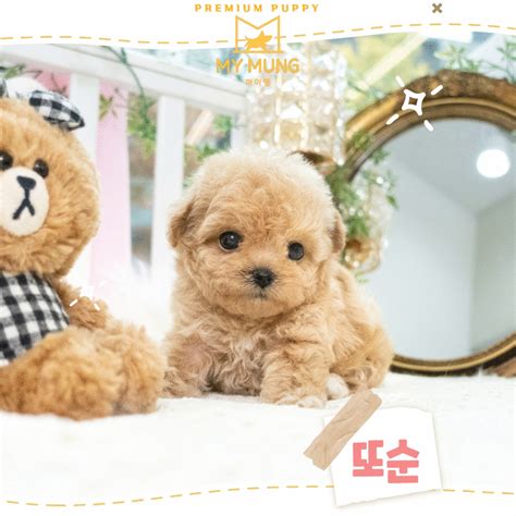 미니 말티푸 여아 마이멍