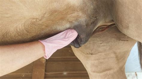 Two New Bodies Set Up To Oversee Equine Sheath Cleaning Horse And Hound