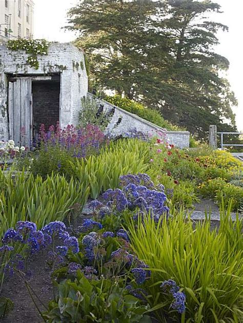 New Life In Alcatraz Island Gardens Sfgate