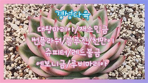 12월3일토요일대왕 재스민 썬 루비 식물 다육 Youtube