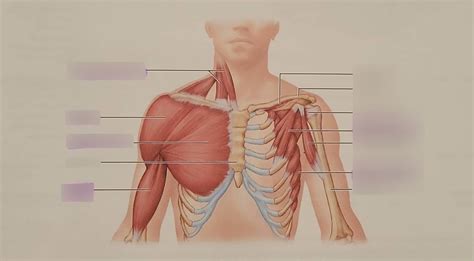 Biology 232 Lab Chest And Shoulder Muscles Diagram Quizlet