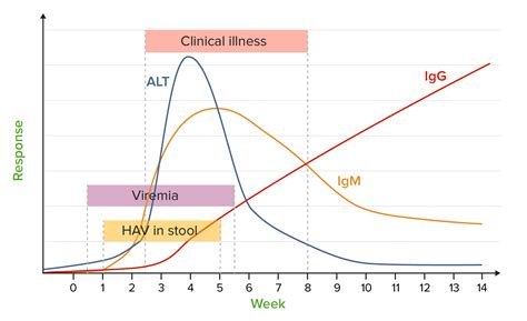 Hepatitis A Virus Concise Medical Knowledge