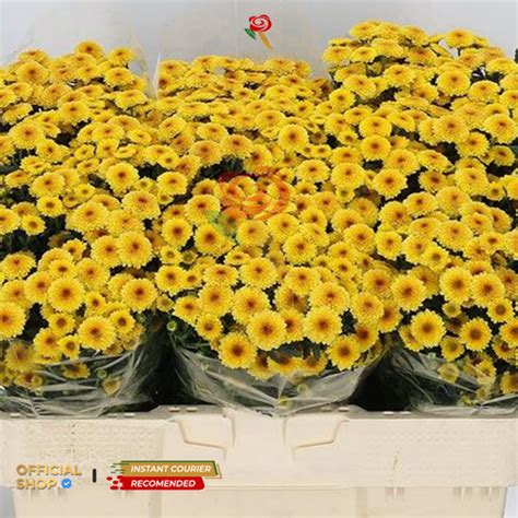 Jual Bunga Aster Calimero Kermit Aster Spray Bunga Potong Segar