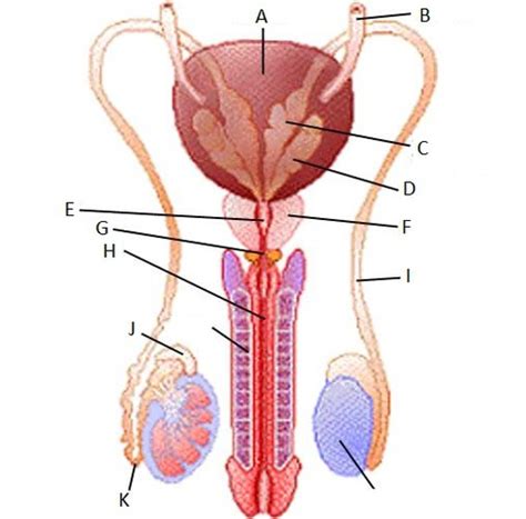 Bio 211 Reproductive Flashcards Quizlet