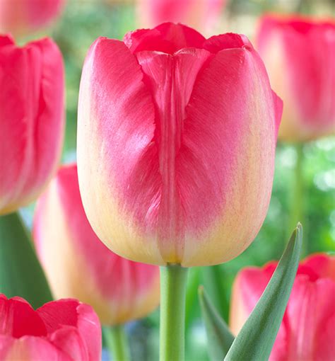 Tulip Judith Leyster De Groot Inc Perennials Daylilies Fruits Vegetables Shrubs Bulbs