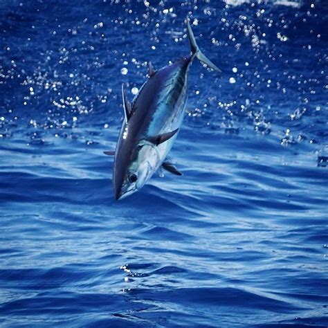 How To Catch Skipjack Tuna