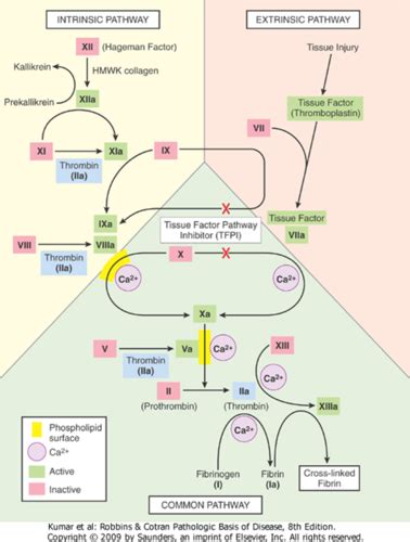 Abnormalities Of Hemostasis Red Text Flashcards Quizlet