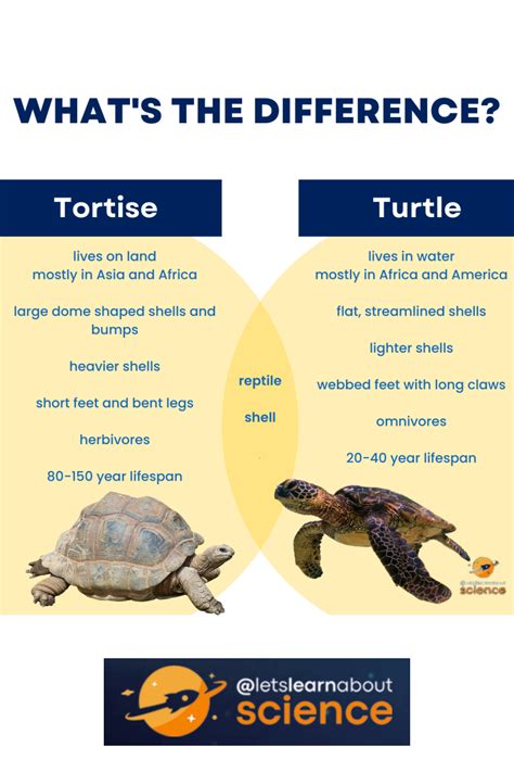Showing Some Love To Our Turtle And Tortoise Friends 🐢 Did You Know