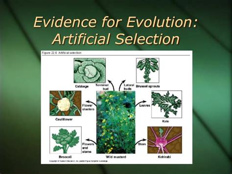 Ppt Causes Of Diversity And Evolution Of Life On Earth Powerpoint