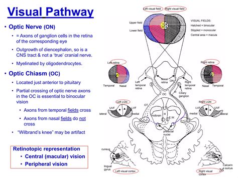Afferent Visual Pathway Pdf