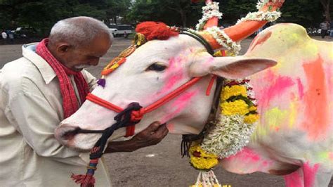 Bail Pola 2021 गाय और बैल को लगाया जाता है हल्दी और उबटन जानें इन