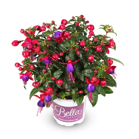 Bella Fuchsia ® Vera Hendriks Young Plants