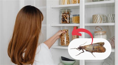 What Do Pantry Moths Come From At Jack Black Blog