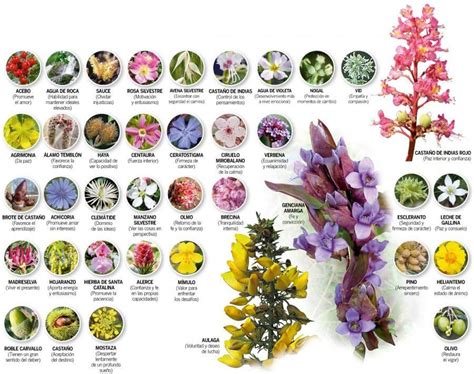 Flores De Bach O Terapia Floral ¿qué Son Y Para Qué Sirven