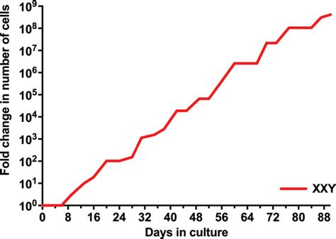 In Vitro Propagation Of Xxy Human Klinefelter Spermatogonial Stem Cells