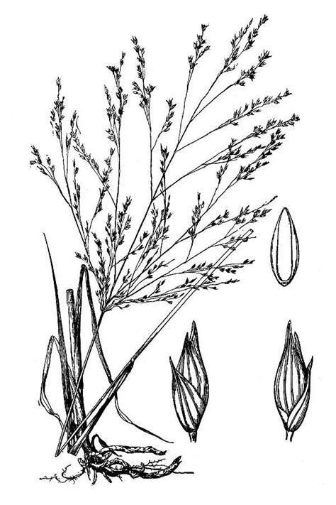 Switchgrass Bamert Seed Switchgrass Bamert Seed