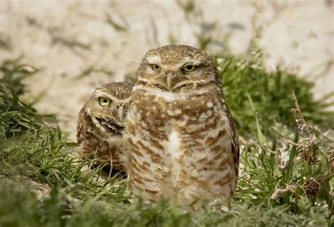 My Big Little World The Burrowing Owls Have Arrived