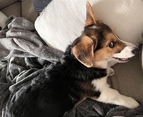 The Many Moods Of Jynxie Rcorgi