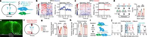 Specialized Hypothalamic Dopamine Neurons Control Mating Drive A Download Scientific Diagram