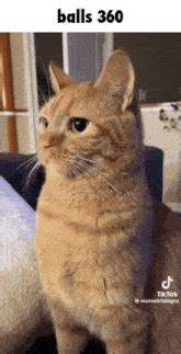 Funny Fat Cat Memes S Tenor