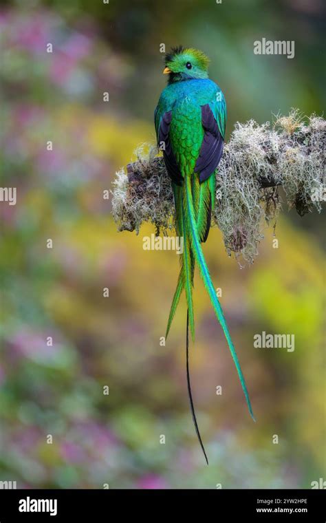 Resplendent Quetzal Pharomachrus Mocinno Male Perched On A Branch