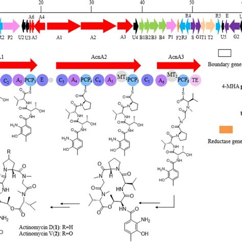 The Actinomycin Biosynthetic Gene Cluster In Yinm00002 Download Scientific Diagram