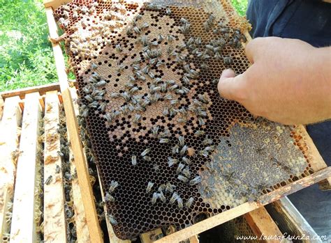 Afaceri Locale Prisaca Bârnova Stupină şi Creşă De Mătci