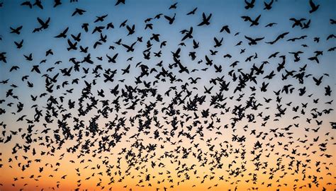 The Science Behind Bird Flock Behavior How Birds Move As One Avian