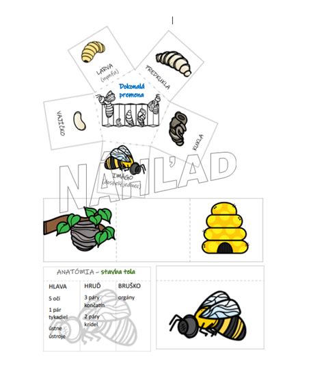 Včela Lapbook Prírodoveda Učiteliaučiteľomsk Včela Lapbook Prírodoveda Učiteliaučiteľomsk
