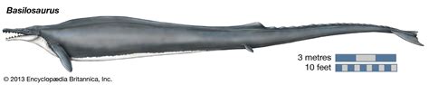 Basilosaurus Ancient Marine Reptile Prehistoric Whale And Cetacean