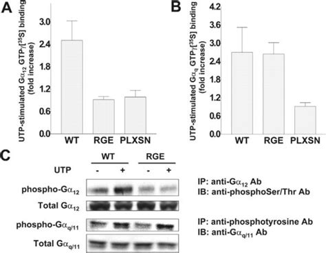 The P2y2 Nucleotide Receptor Requires Interaction With Alpha V Integrins To Access And Activate