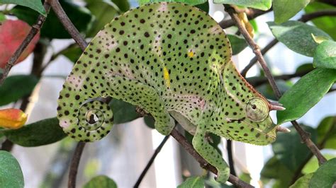 Chameleon Habitat Facts