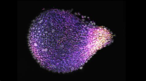 The Mesoscopic Imaging Facility Mif El·lipse
