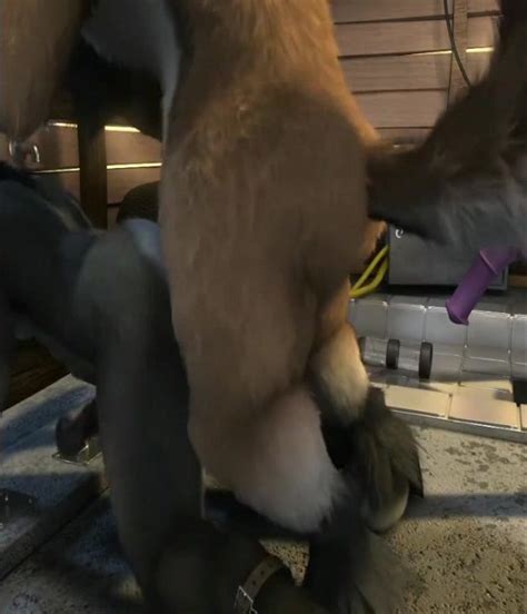 Wolf Donkey Stable Fuck D Thisvid Com