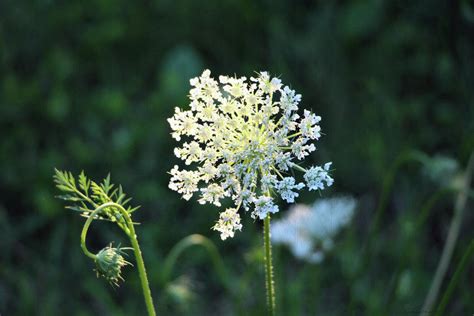 Sun Kissed Queen Anne Lace Photograph By Sandra Huston Fine Art America