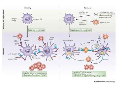 PPT Molecular Mechanisms Of Immune Tolerance Central Tolerance Induction In The B Cell And T