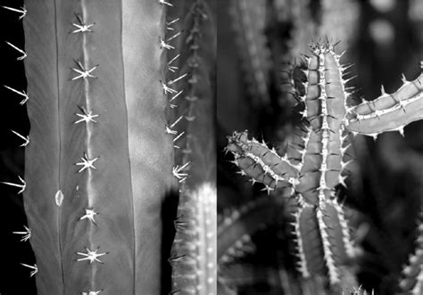 A Visual Comparison Is Usually The Indicator Of Convergent Evolution A