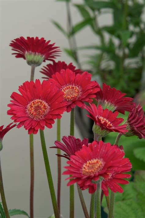 Gerbera Fleuriepbr Garvinea Series Gerbera Fleurie Conservatory Greenhouserhs