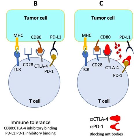 Expression Of Cd80 Pd L1 And Ctla 4 Molecules On The Surface Of Ct26