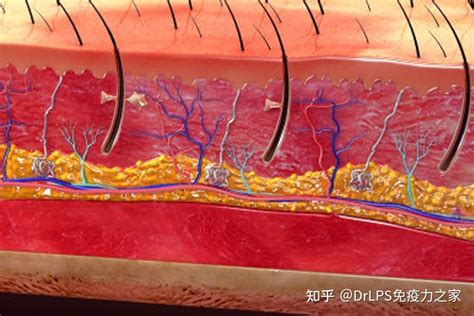 了解毛细血管的重要性：抗衰藏在细枝末节 知乎