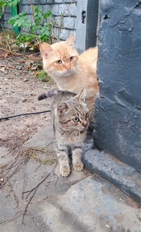 meow irl r meow irl
