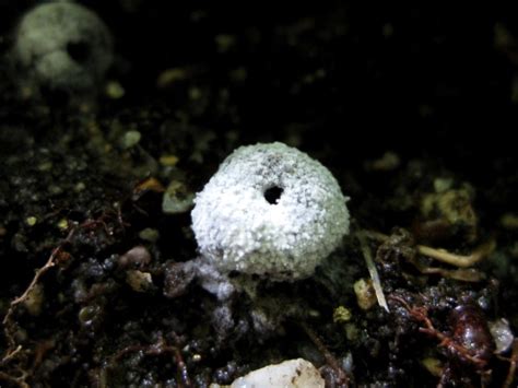 Stephanoma Strigosum