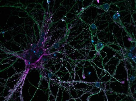 3d Fluorescence Cell Imaging With Different Technologies