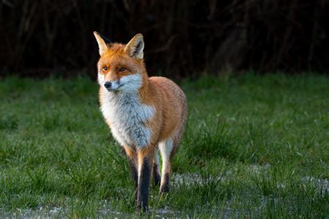 Fox Eduard F Niga Photography