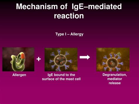 Ppt Immunopathological Reaction Reaction Of Hypersensitivity Type I